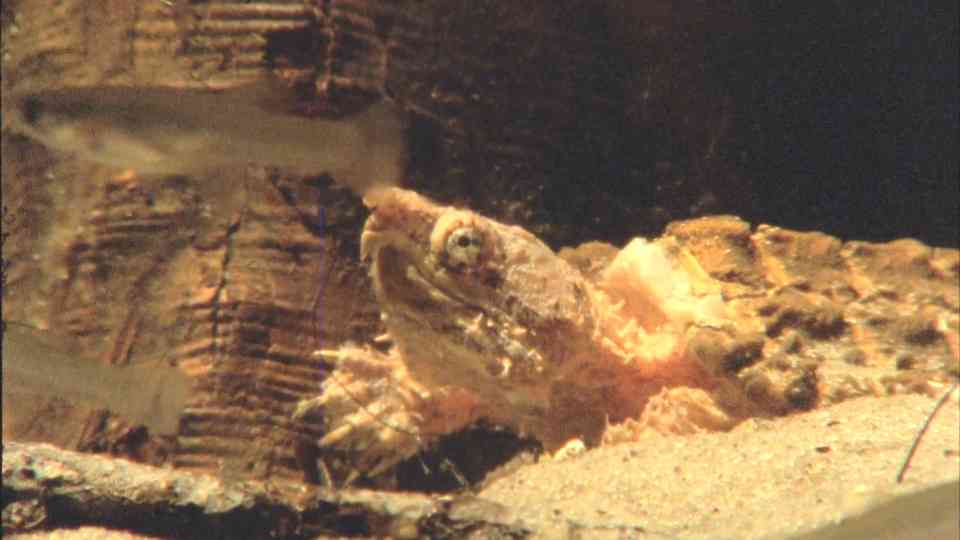 Mira lo que pasa cuando la tortuga mordedora usa su mordida como ...
