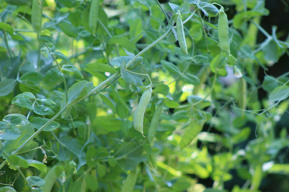 20 easy-to-grow vegetables for a low-maintenance home garden