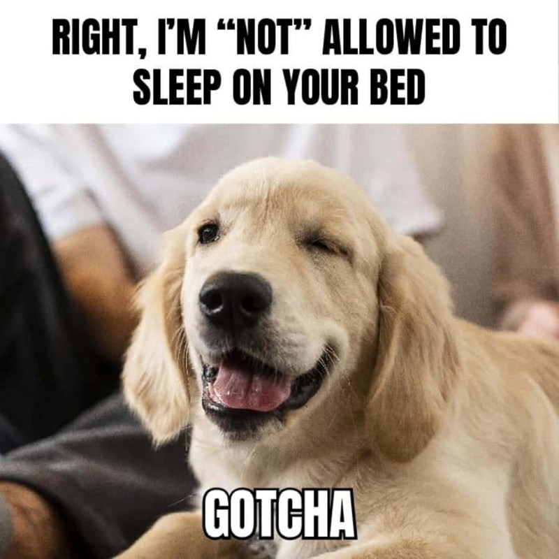 23 howlarious dog funnies to fetch you smiles like sticks in the park