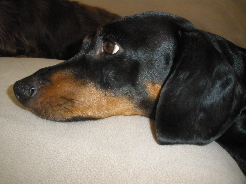 15 signs your dog might be sick without you realizing it