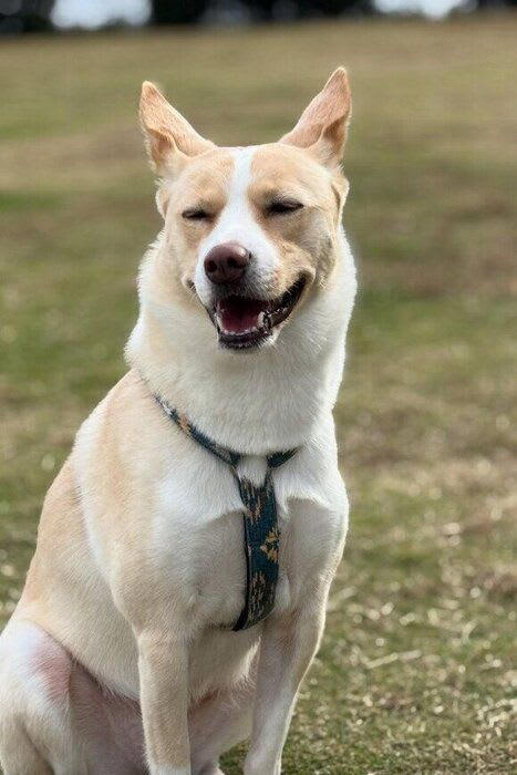 怪獣のようだった保護子犬→3才の現在、少しずつ落ち着き「日々の成長を感じる」姿にほっこり