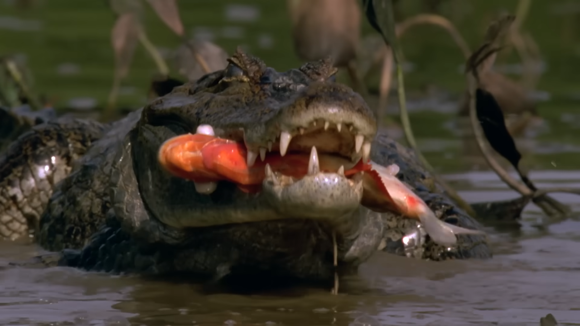 Watch what happens when a caiman catches a rare fish