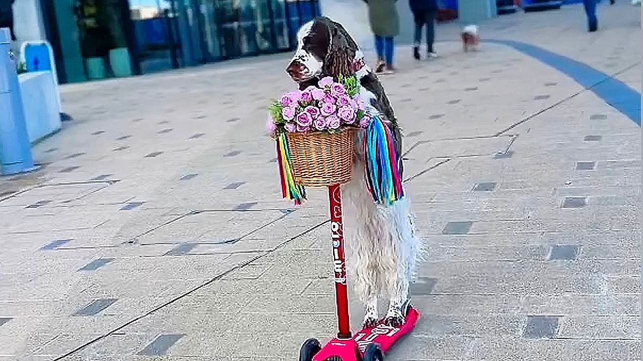 Dog delivers roses while riding a scooter in England
