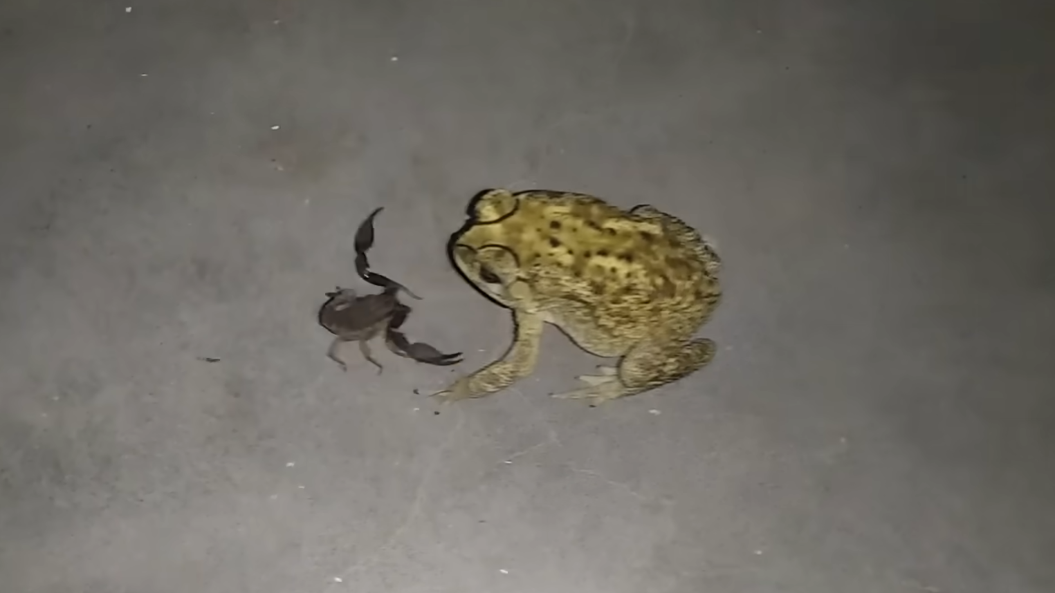 Watch what happens when a scorpion comes too close to a frog