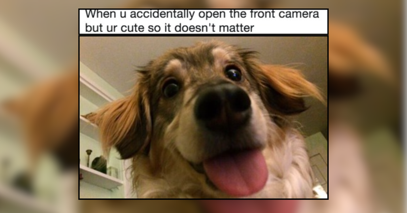 A heartwarming morning of dogs simply smiling at you