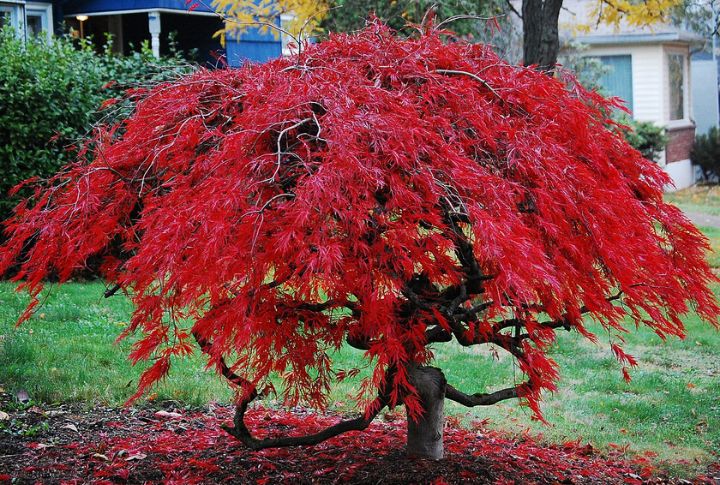 10 tiny trees that bring beauty to your tiny garden