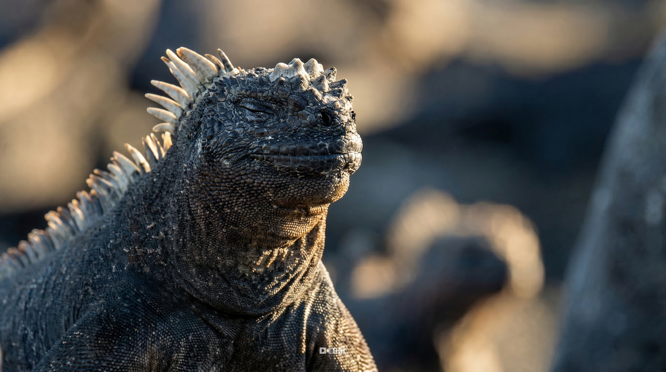 Watch what happens when a Komodo dragon detects blood from kilometers away