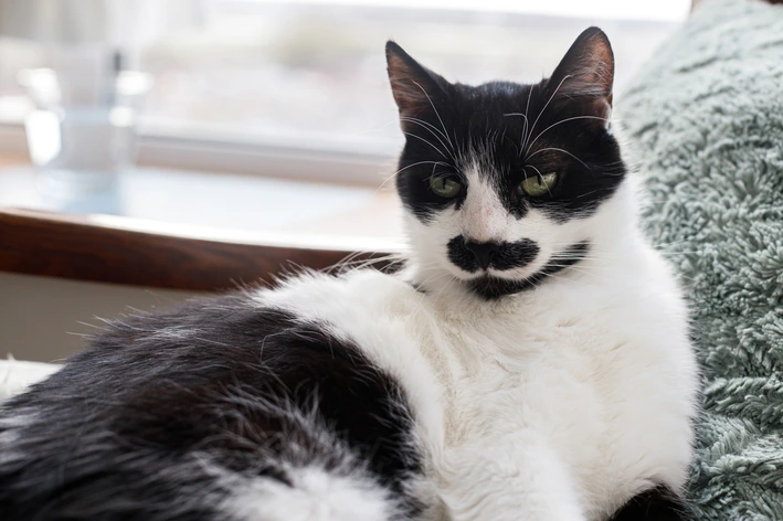 Descubra as principais características do gato frajola