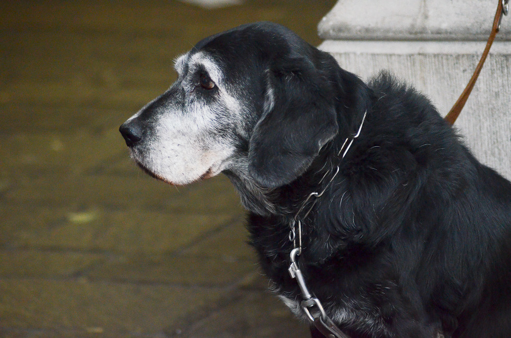 15 clues your dog may be suffering from PTSD
