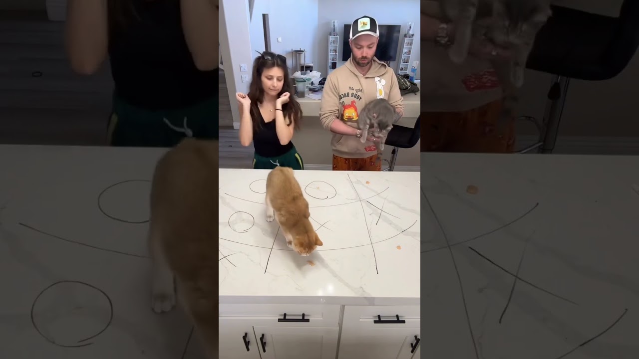 Smart playful cats compete in giant life-size tic tac toe