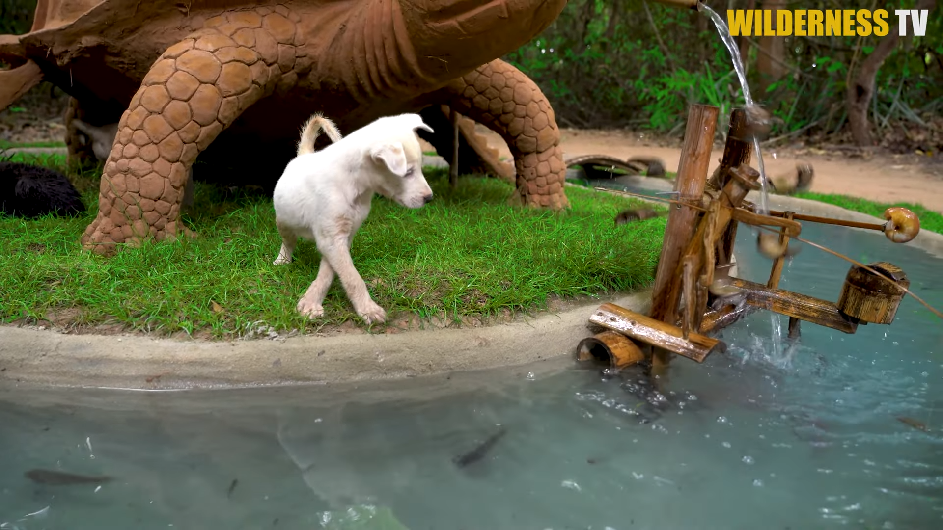Watch poor puppy and turtle finally rest in their warm shelter