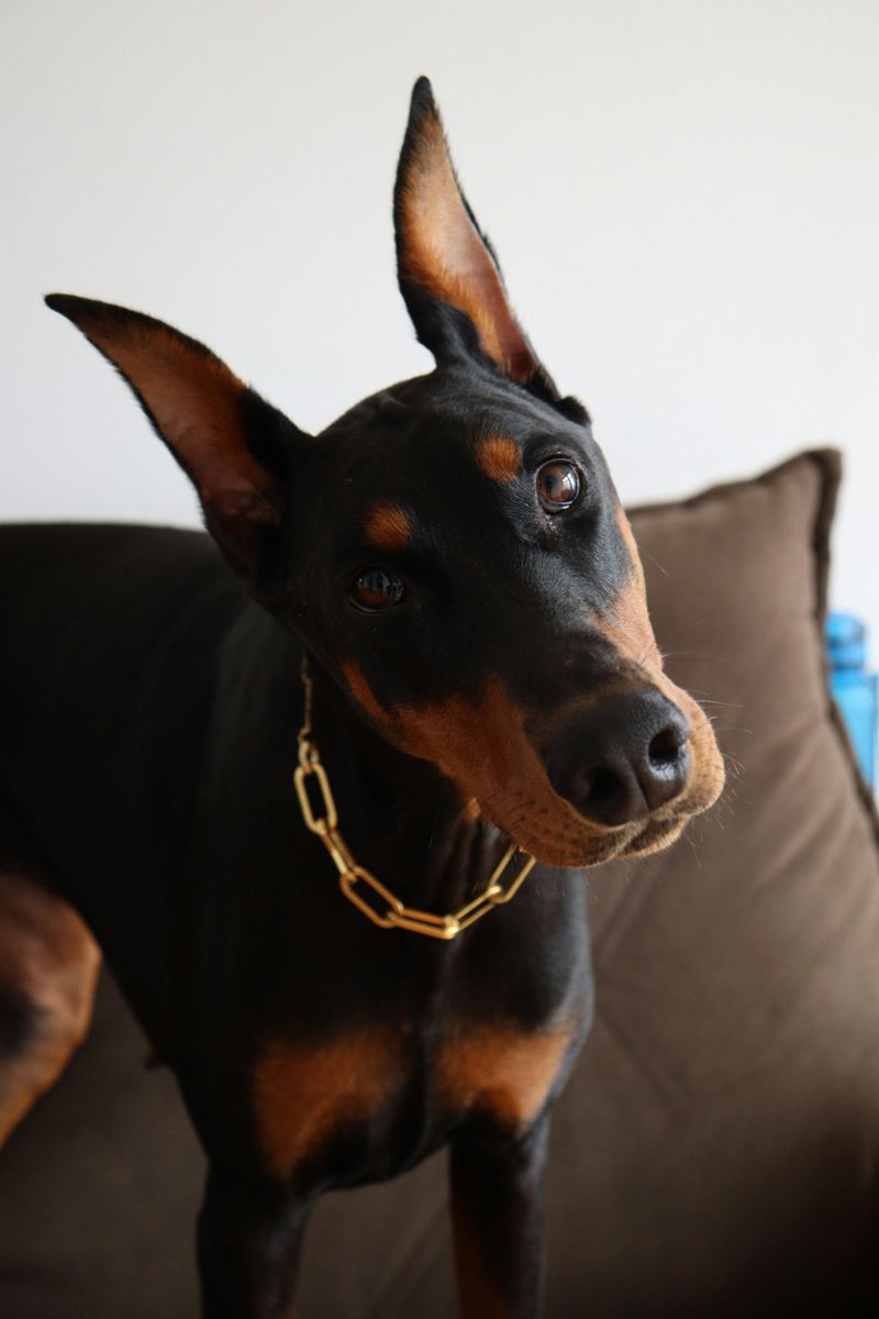 17 dog breeds that form the strongest one-person bonds rather than ...