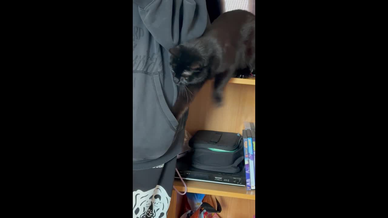 Curious cat tries to steal lollipop from friend’s pocket in Denmark