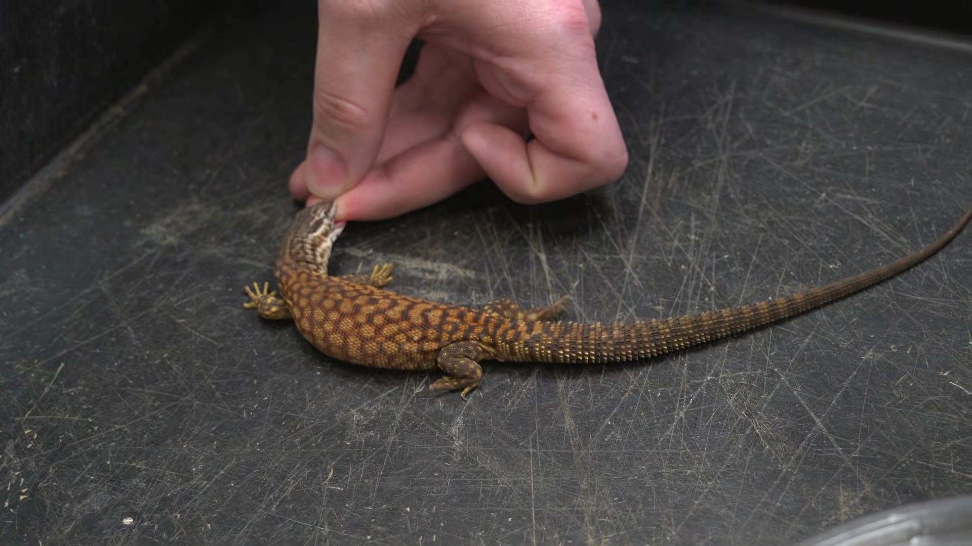 Watch what happens when a lizard bites a man’s finger