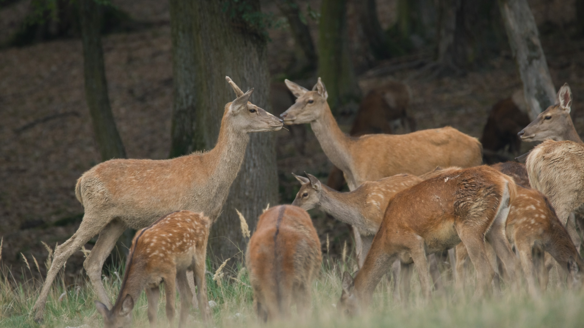 Hidden camera captures a deer family gathering in the forest