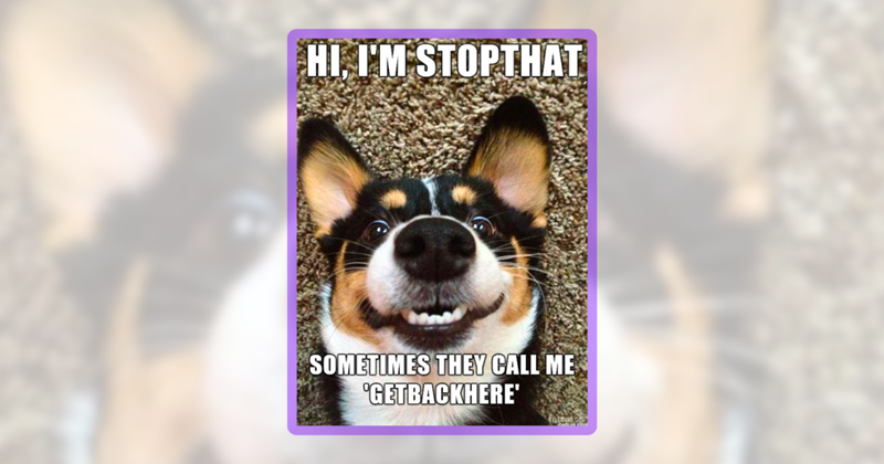 23 howlarious dog funnies to fetch you smiles like sticks in the park
