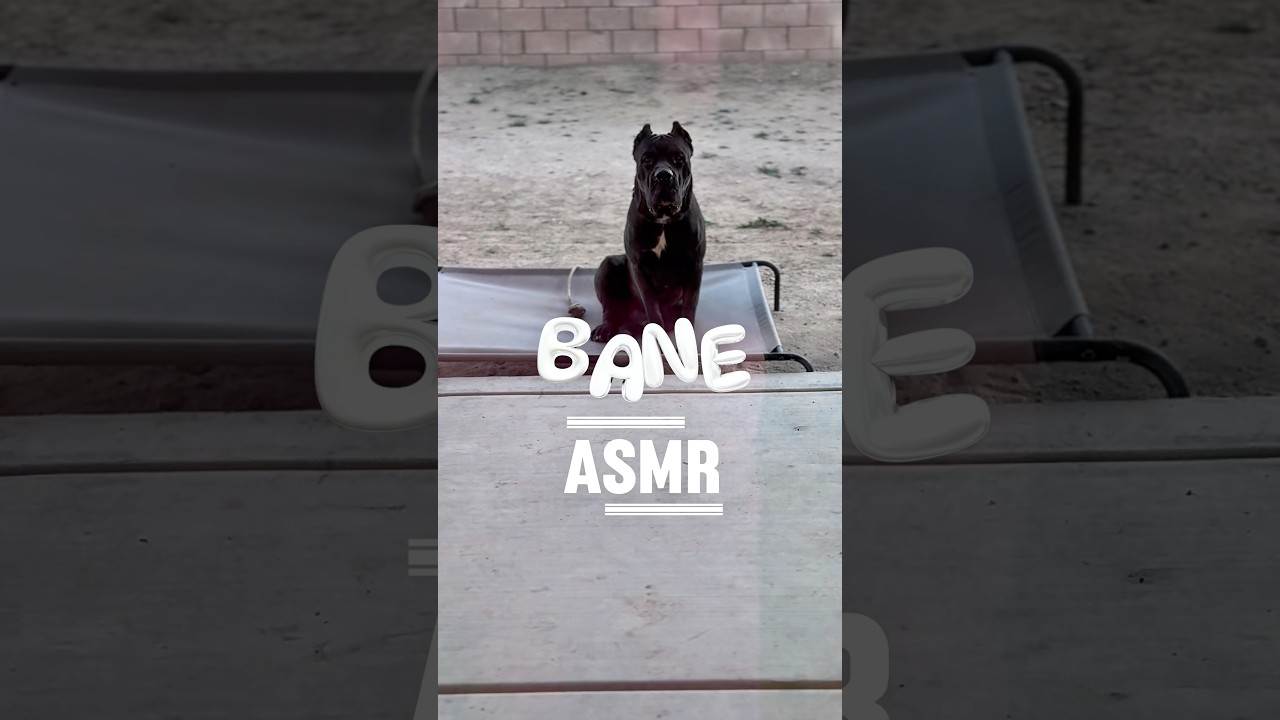 Relaxing with a giant cane corso dog's ASMR sounds