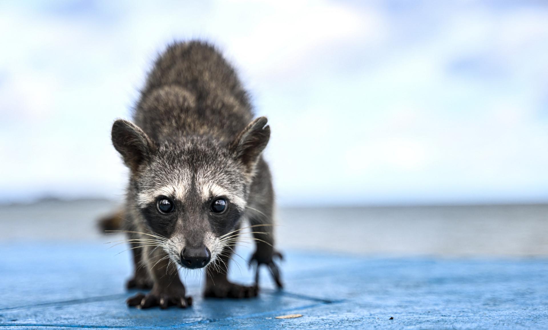Species that could dominate the world after humans disappear