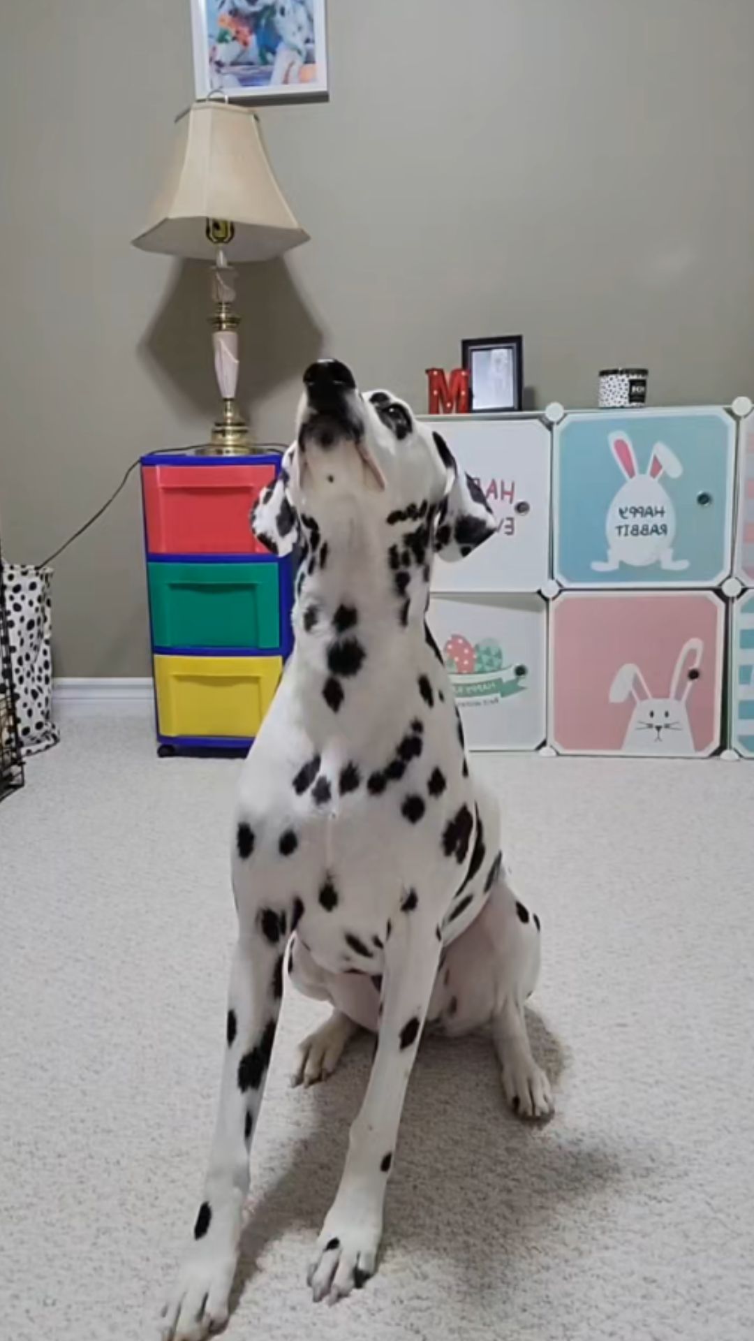 Keeley masters spin and down dog training tips and insights