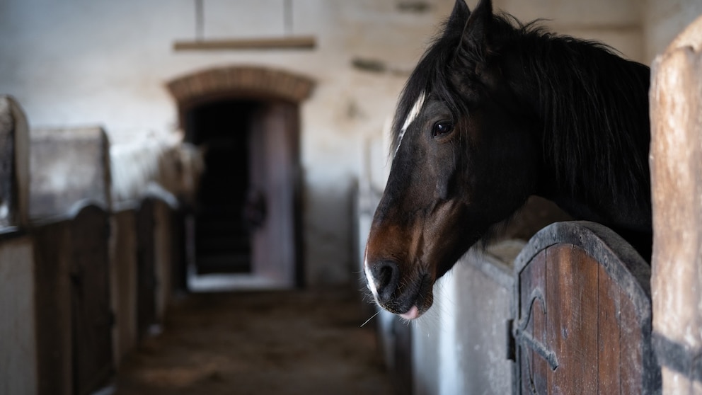 Highly contagious infectious disease: Recognizing strangles in horses