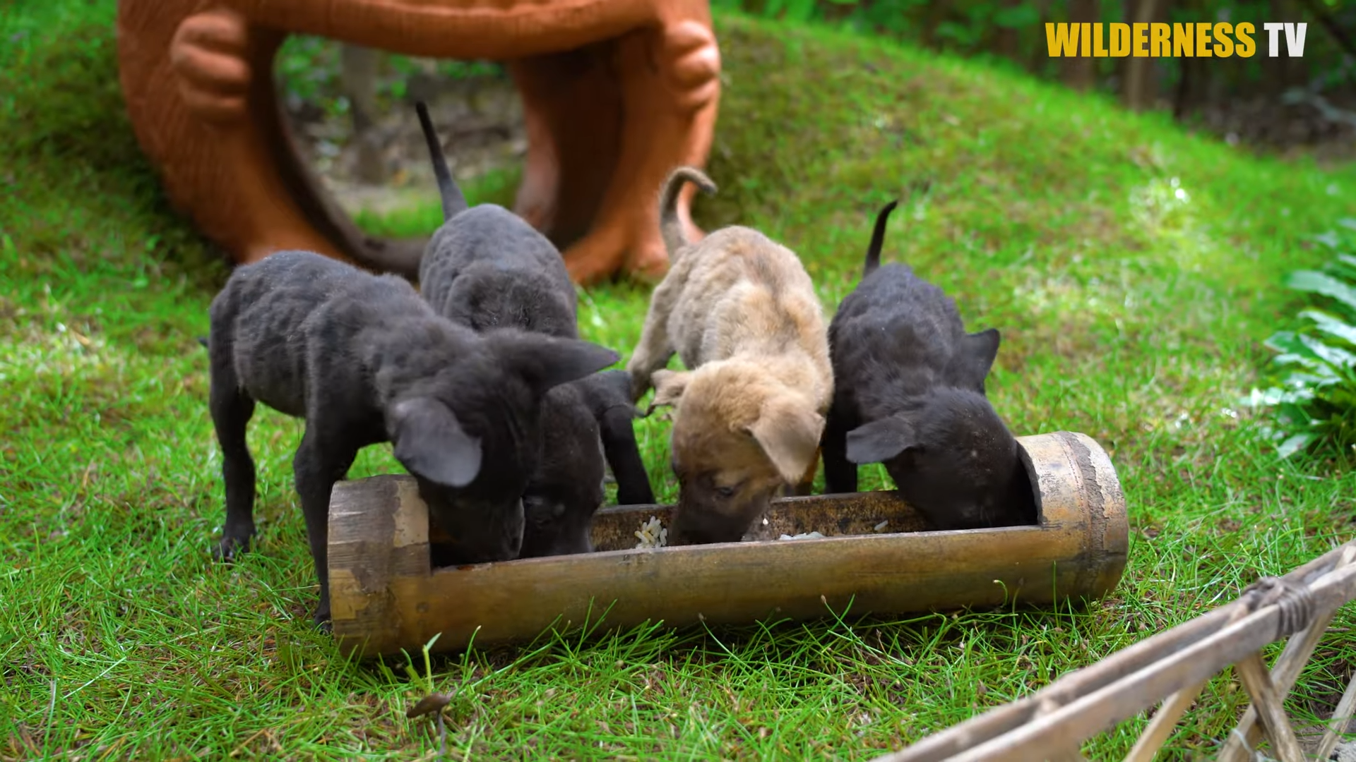 Watch lonely abandoned dogs finally rest in their safe playground home