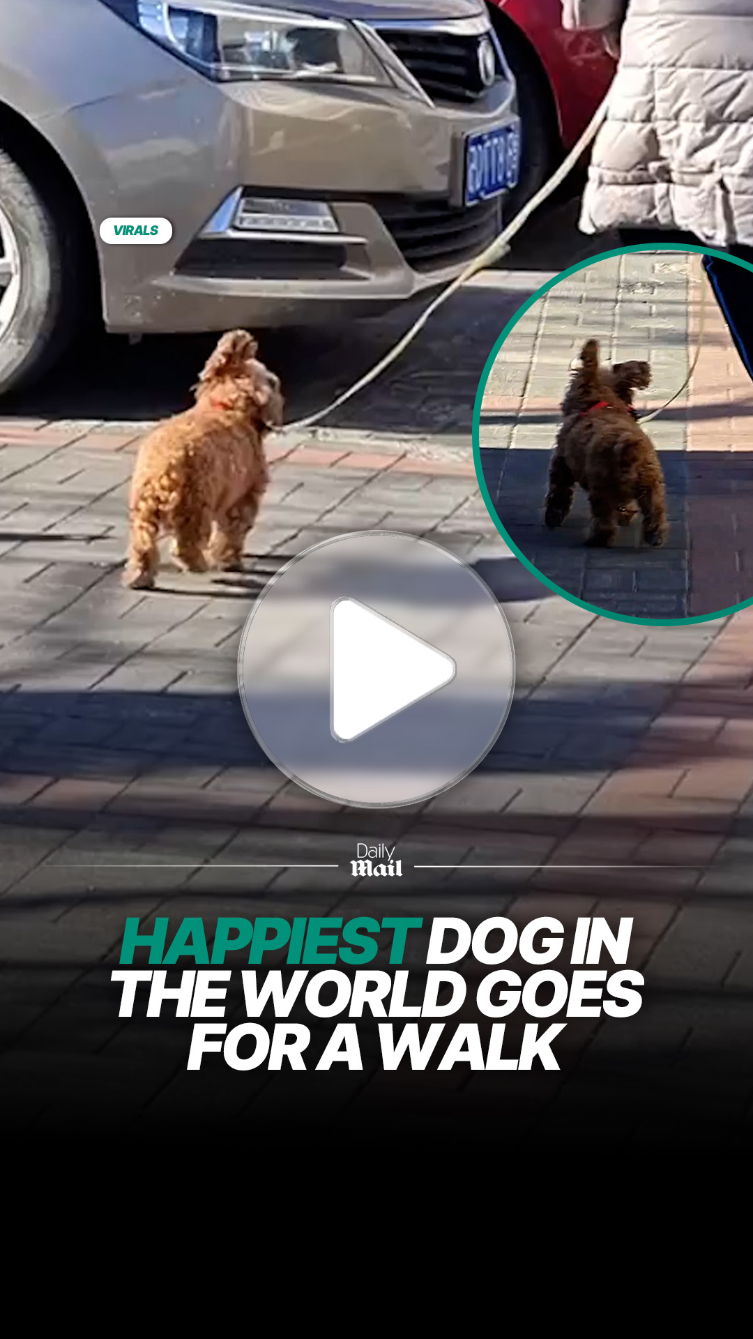 Joyful dog shows pure excitement during walk