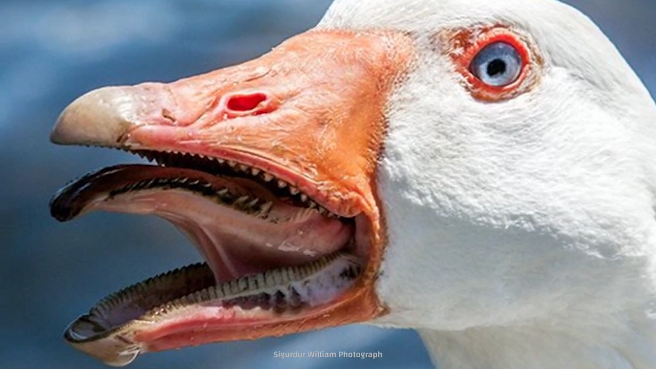 Watch what happens when a goose uses tongue teeth to grip and control food