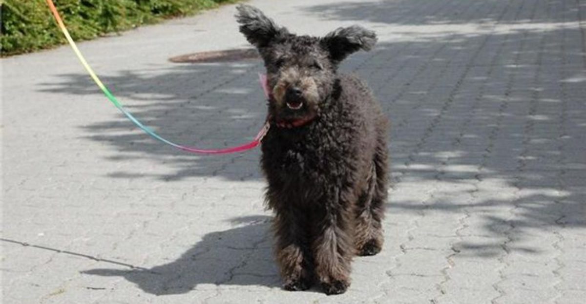 These 17 dog breeds seem calm on the surface but notice absolutely ...