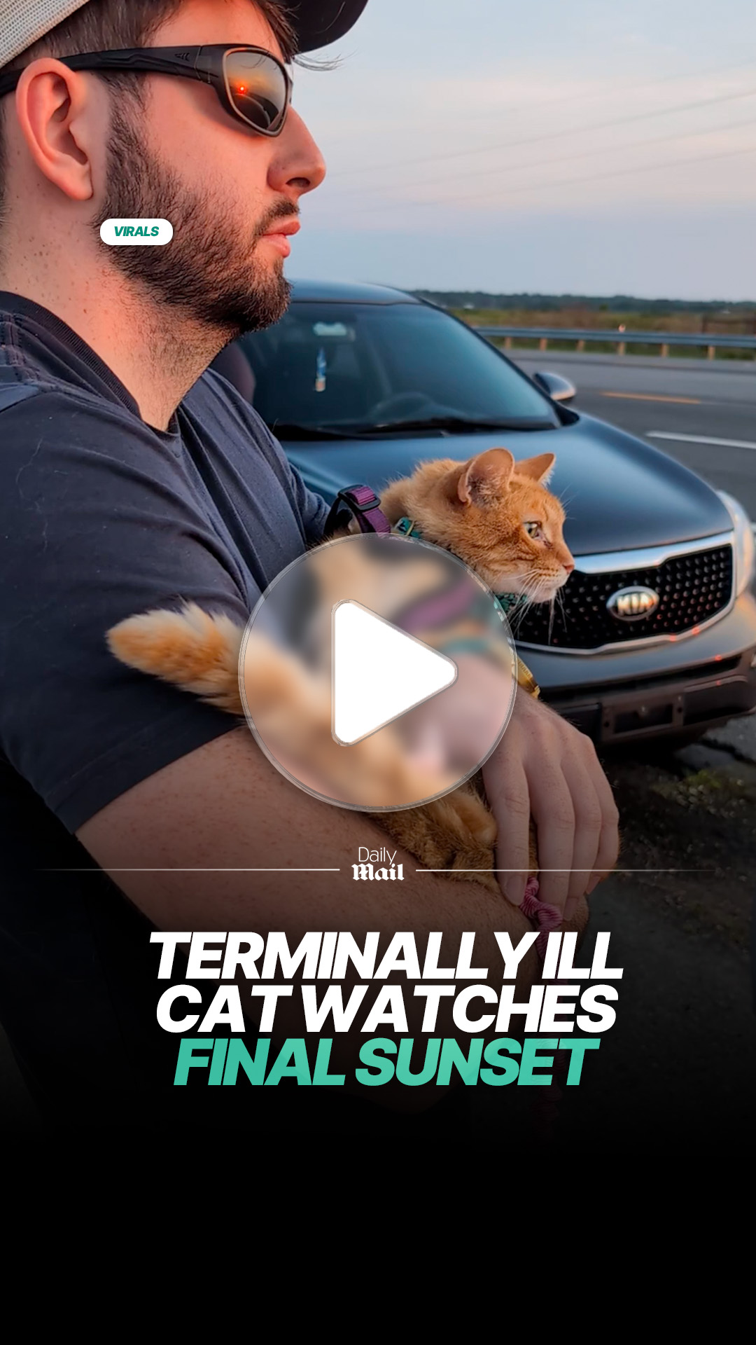 Family shares final sunset with terminally ill cat