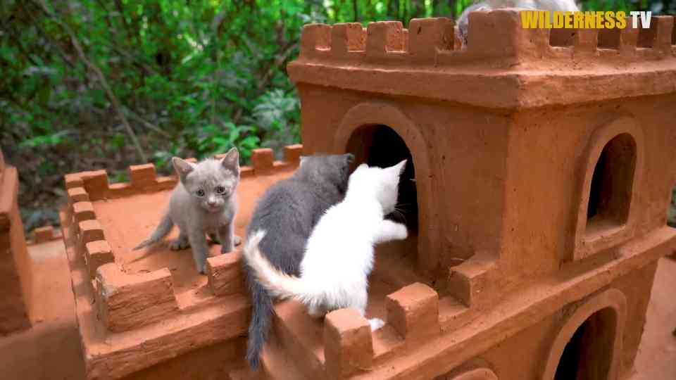 Watch scared little kittens finally feel safe in their castle home