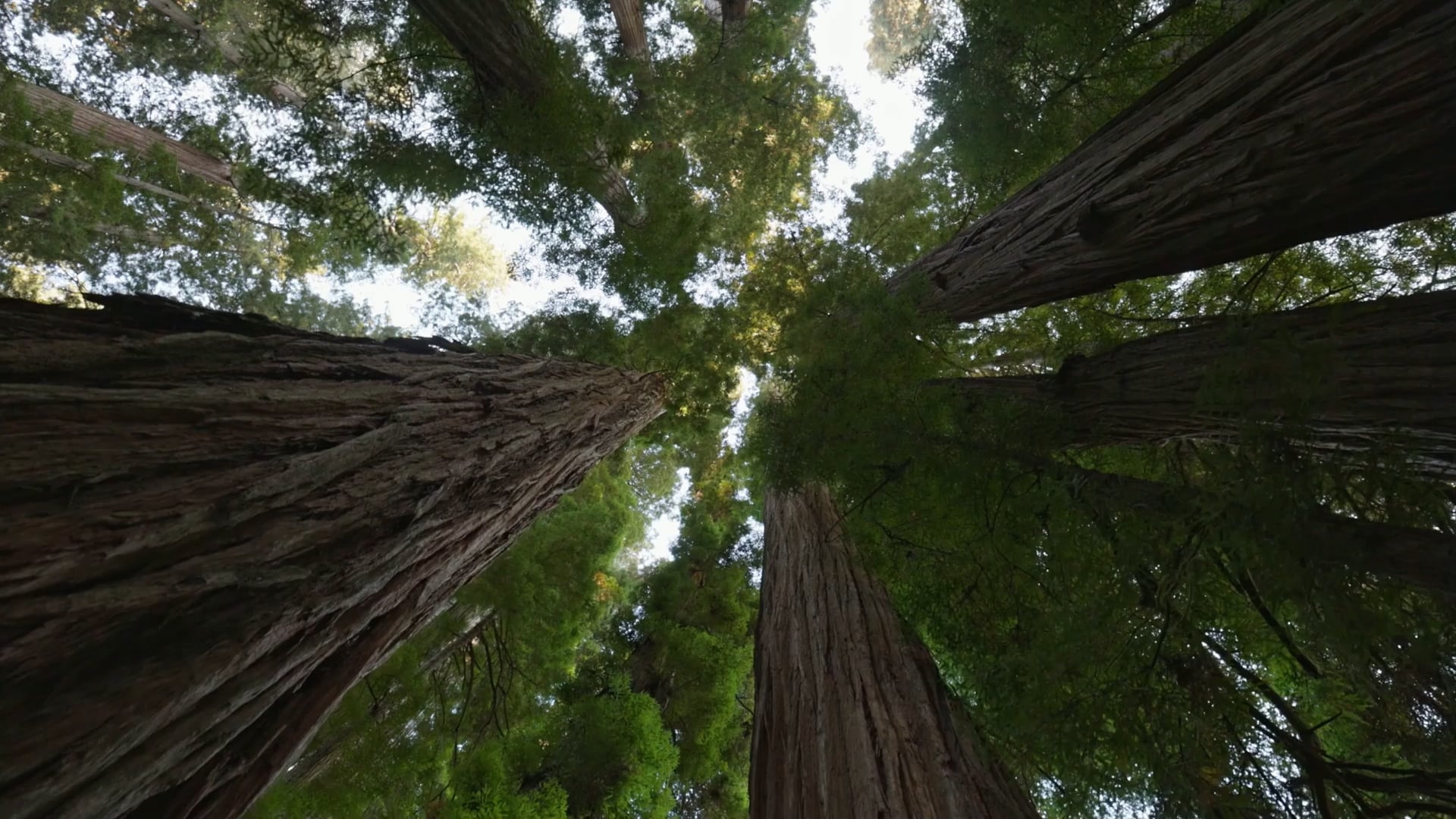 Soaring above redwood giants: A breathtaking drone journey - Worldwide