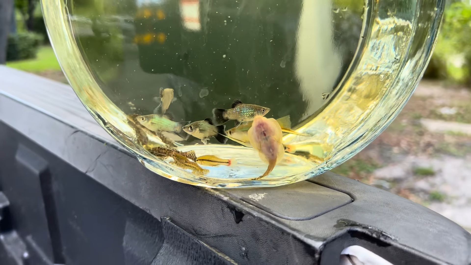 What a freshwater stingray looks like when it appears in a tiny creek trap