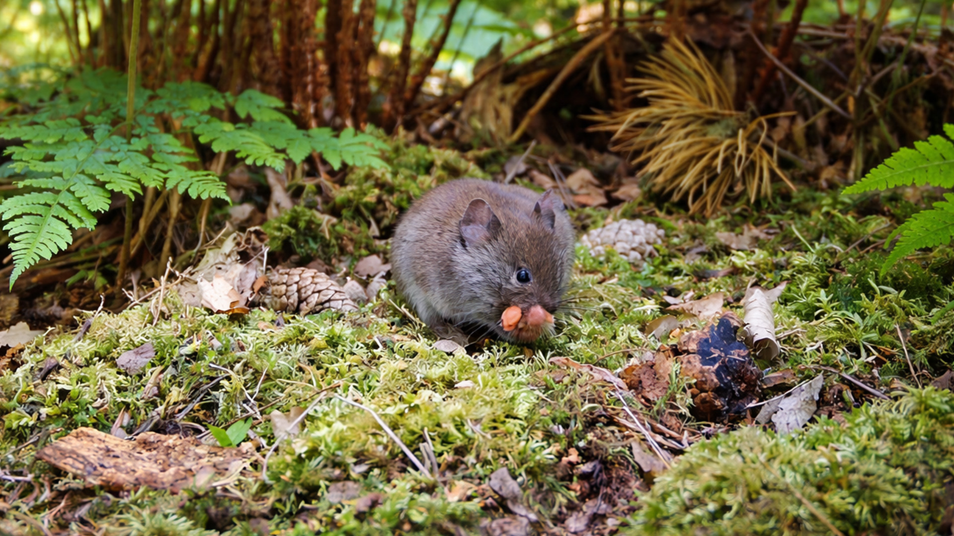 A tiny mouse stole the show on our camera trap