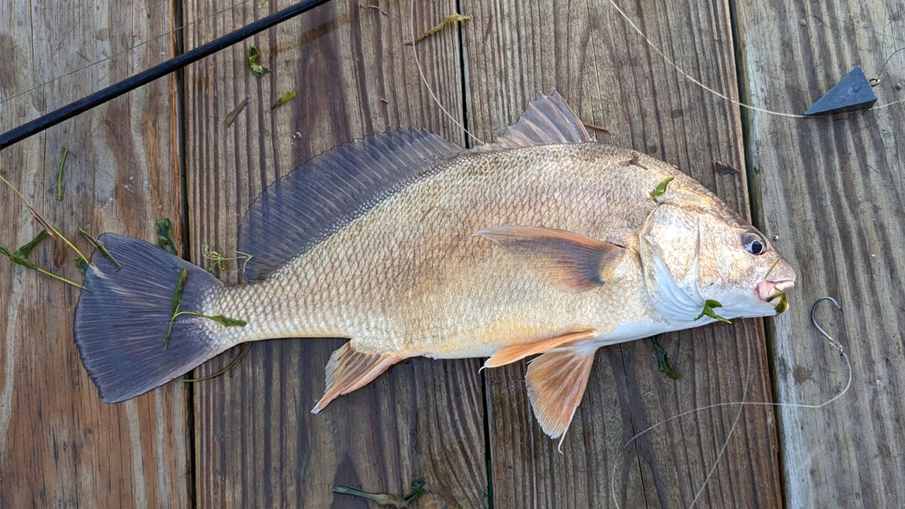 15 surprising facts about freshwater drum