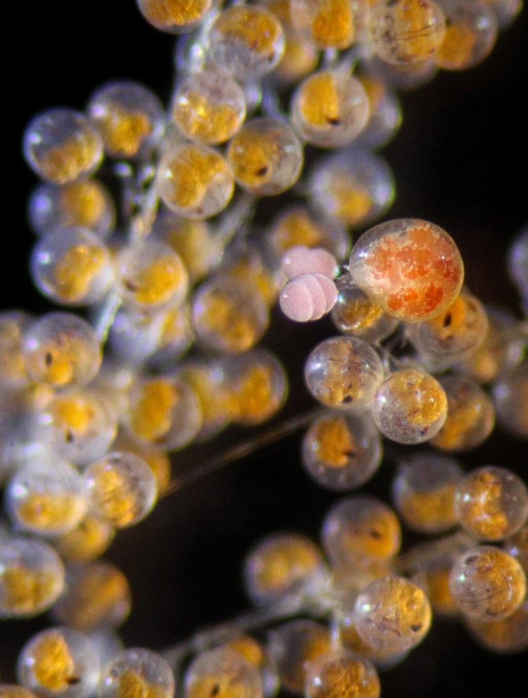 Students discover new crab egg predator