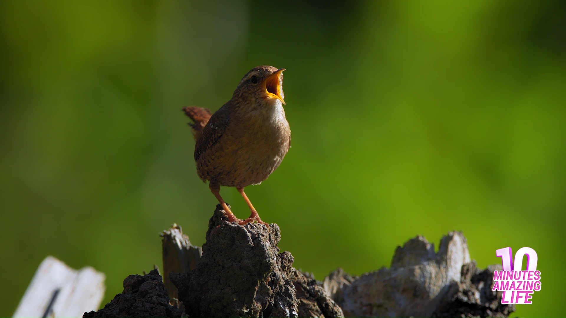 Tiny wren delivering a surprisingly powerful song