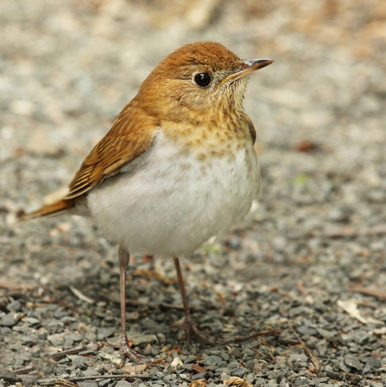 Don't overlook the very pretty veery bird