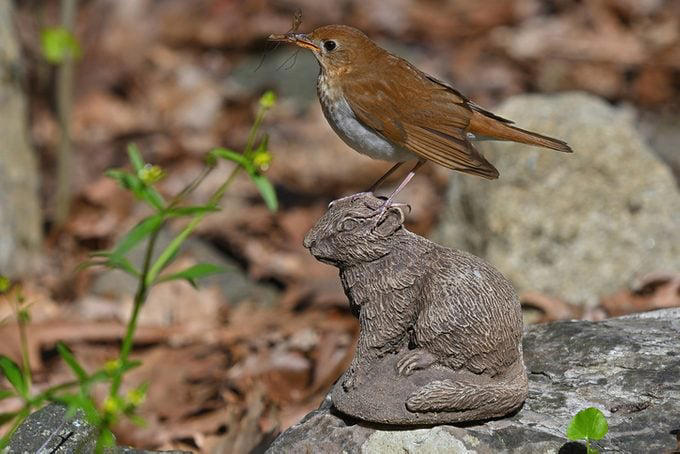 Don't overlook the very pretty veery bird