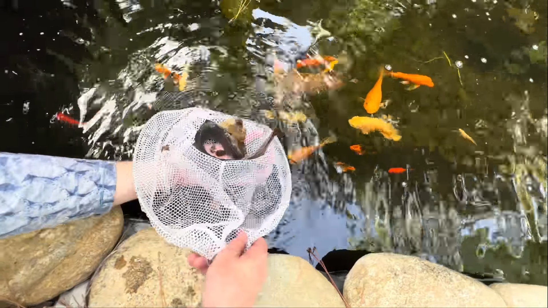 What a massive eel looks like when it appears in a swamp sewer trap