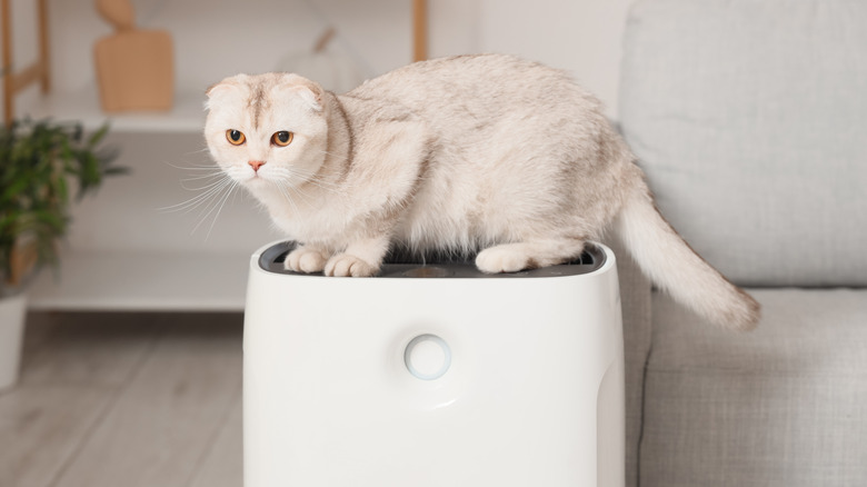 8 major air purifier brands ranked worst to best, according to Consumer ...