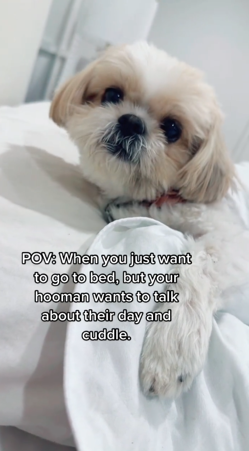 When dogs ignore you completely