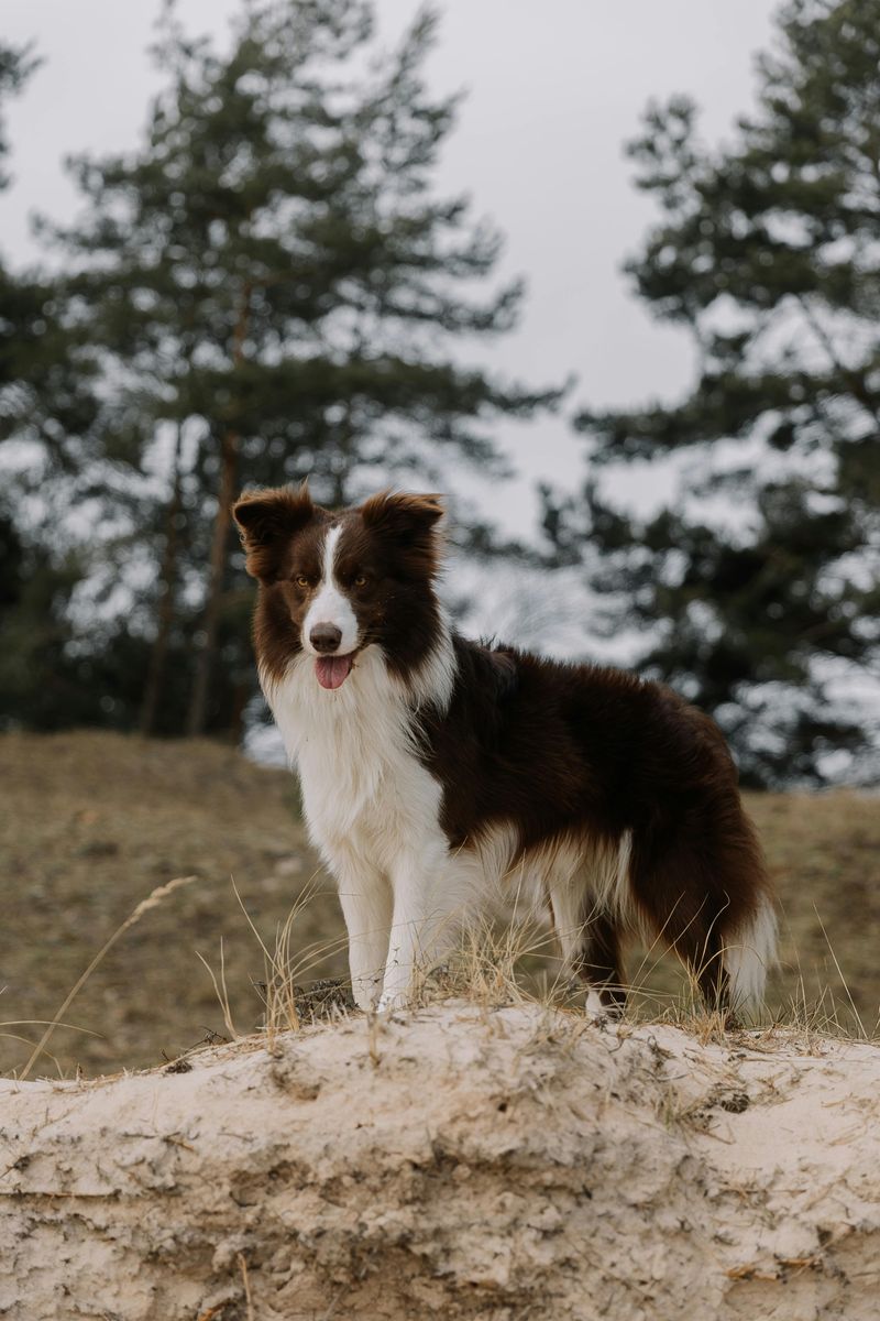 These 17 dog breeds seem calm on the surface but notice absolutely ...