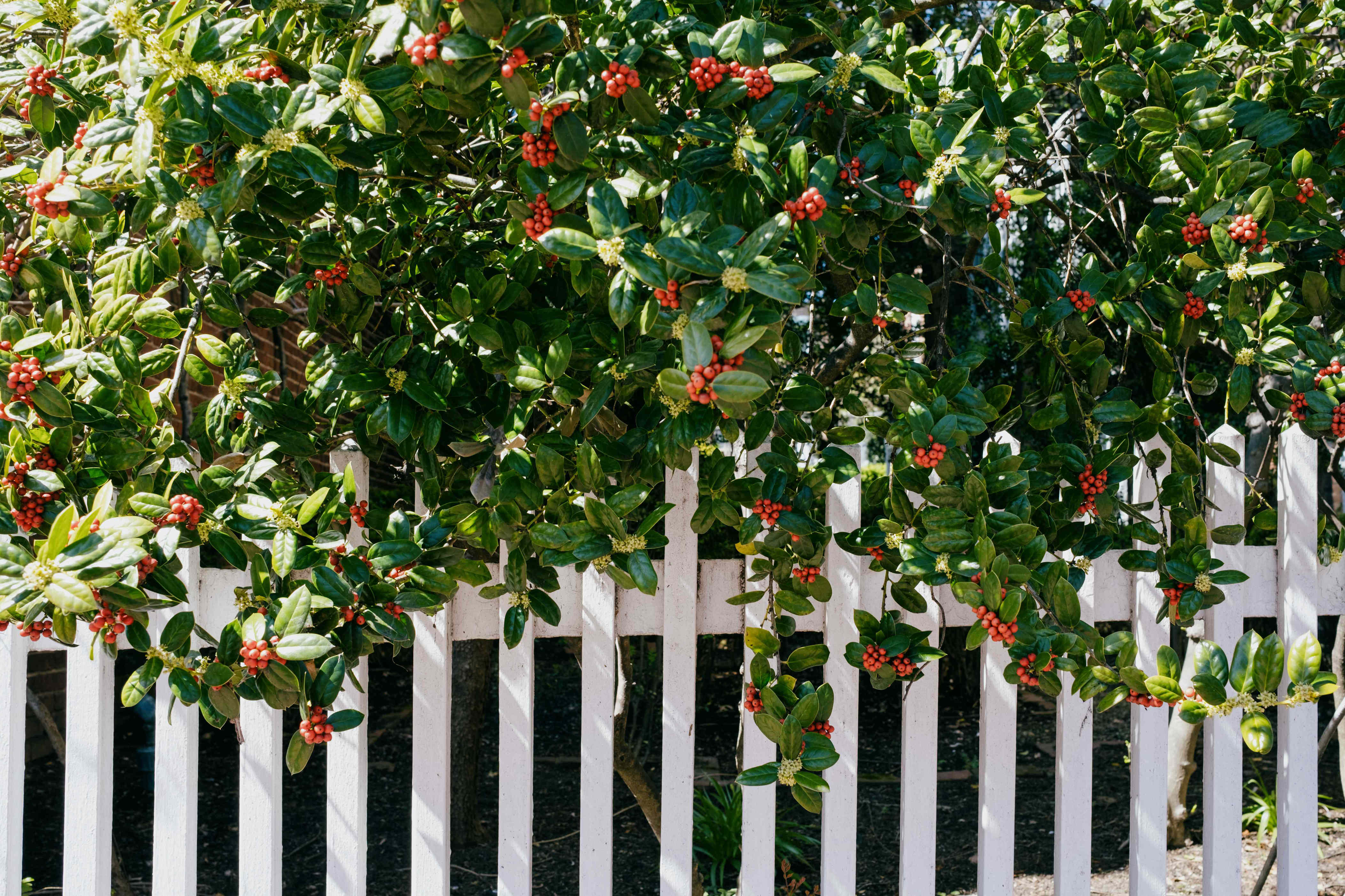 Can you trim a neighbor’s hedge that crosses your property line?
