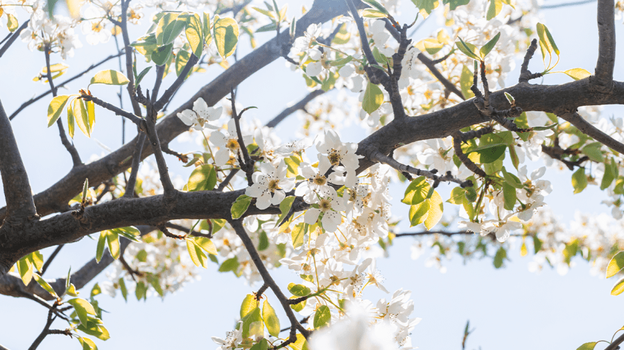 Swap out your invasive tree with a native Kansas tree through this program