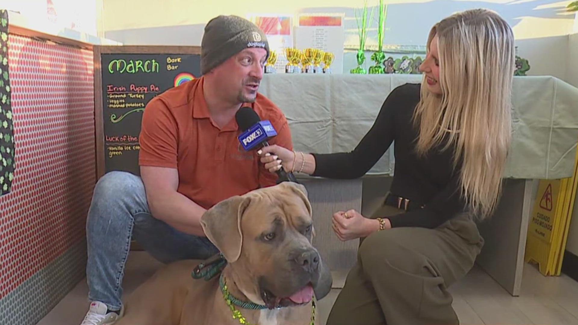 Dogtopia of Mechanicsburg hosts St. Patrick's Day event