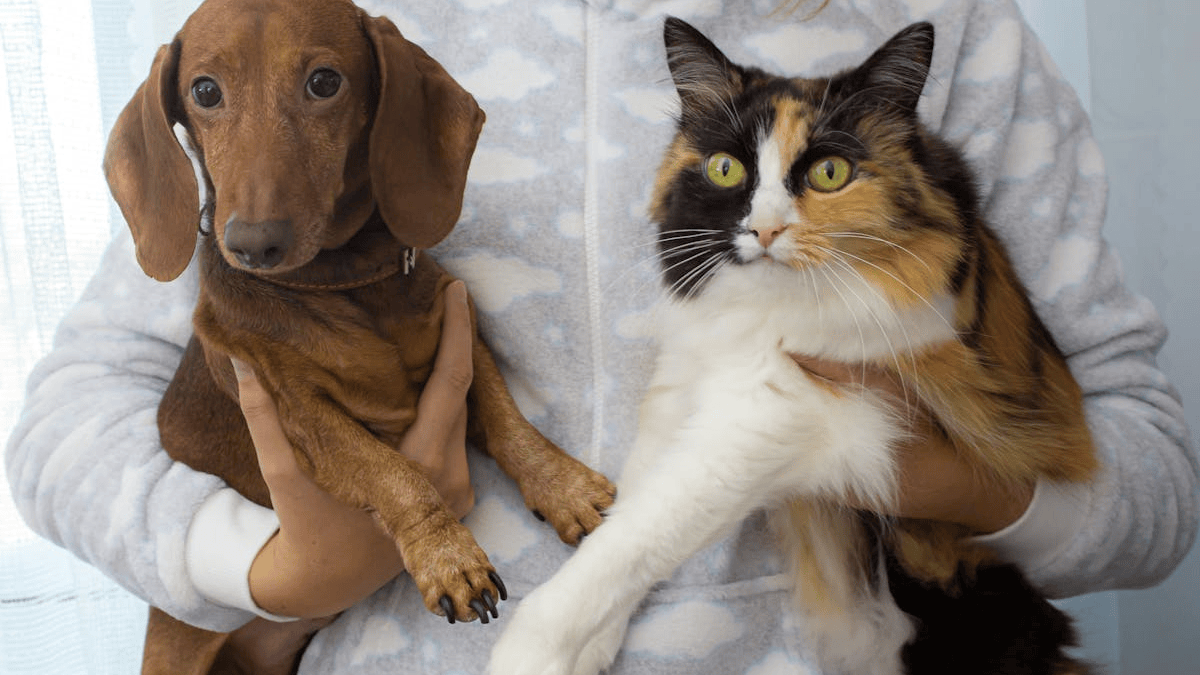 The most popular dog and cat names right now. Is yours on the list?