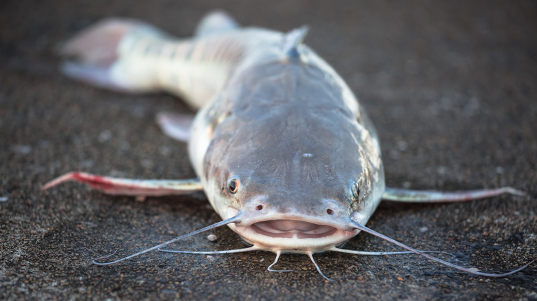 10 tips for cooking catfish, plus advice from Wolfgang Puck