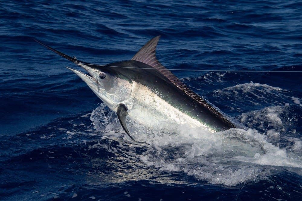 Like a boss: Man pulls in a 1,158-pound marlin completely alone