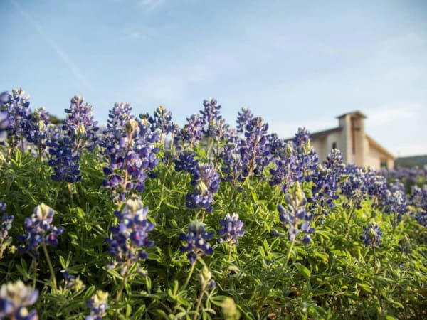 The hunt for Texas Hill Country bluebonnets could be trickier this spring