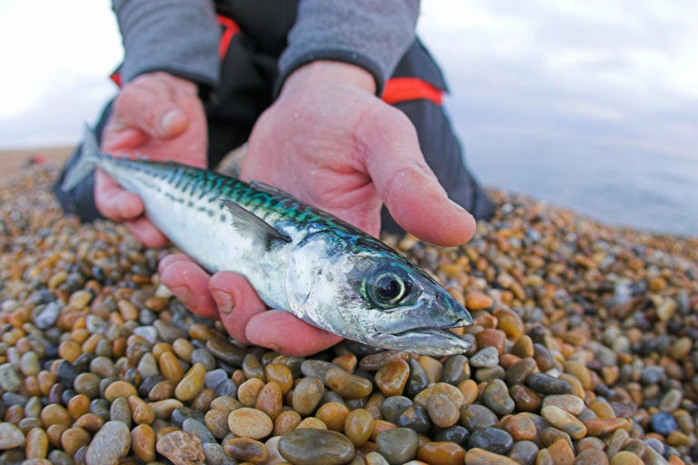 Mackerel fishing under threat as stocks decline sharply